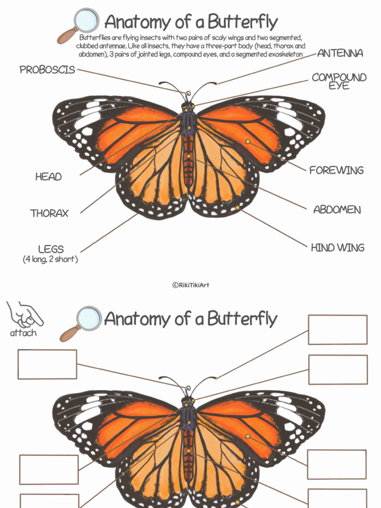 8.5x11 Butterfly Study Pack | PDF