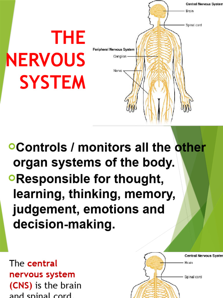 Overview of the Nervous System Functions | PDF