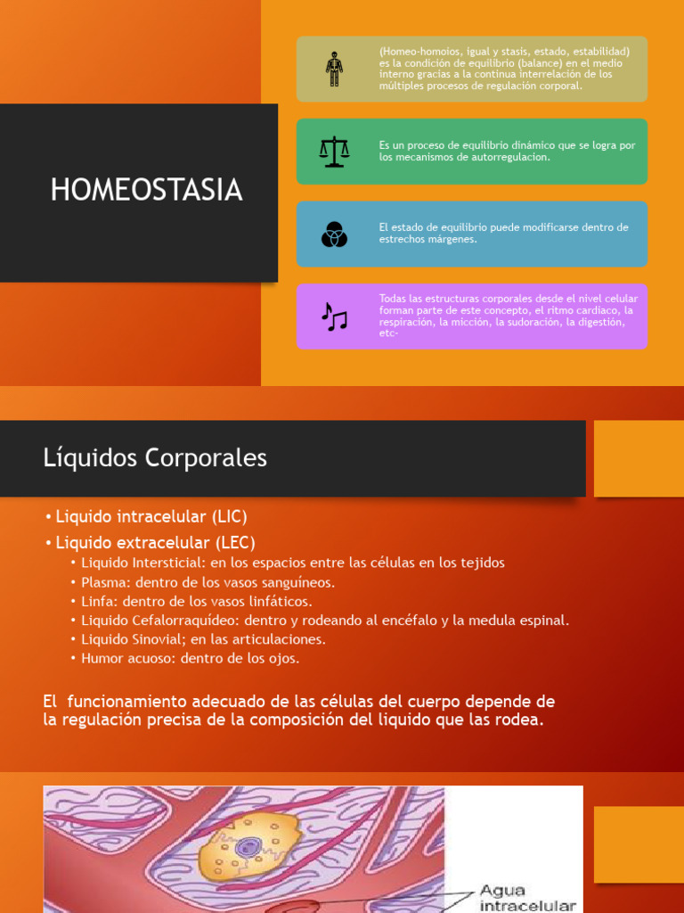 HOMEOSTASIA CLASE 4.pptx | PDF | Homeostasis | Realimentación