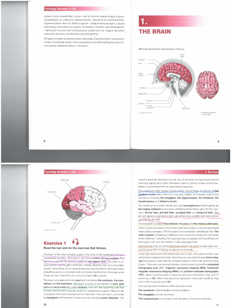 The Brain | PDF
