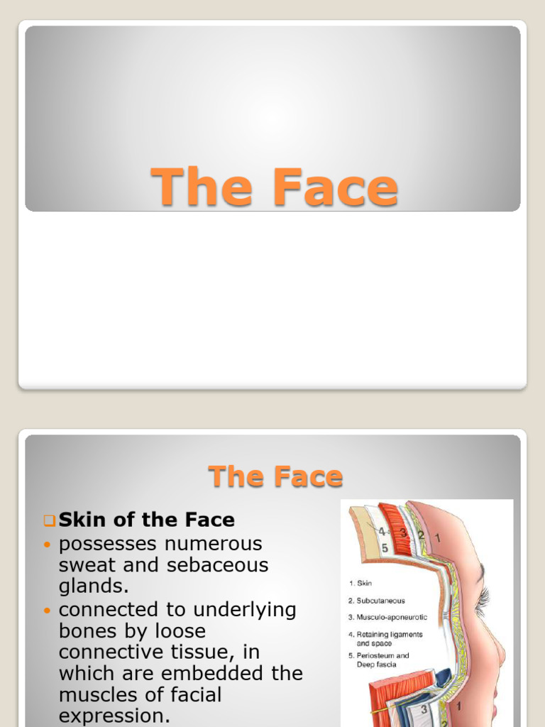 Lec 11 - The Face | Download Free PDF | Human Nose | Vein