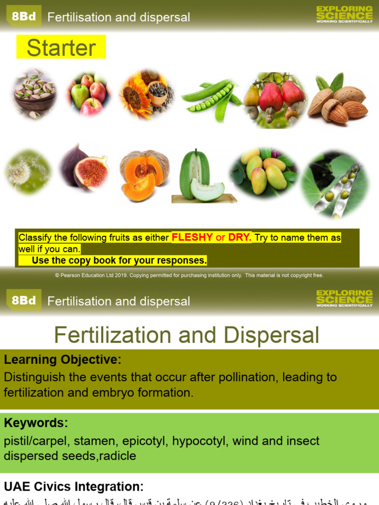 Fertilization and Dispersal | PDF | Seedling | Seed