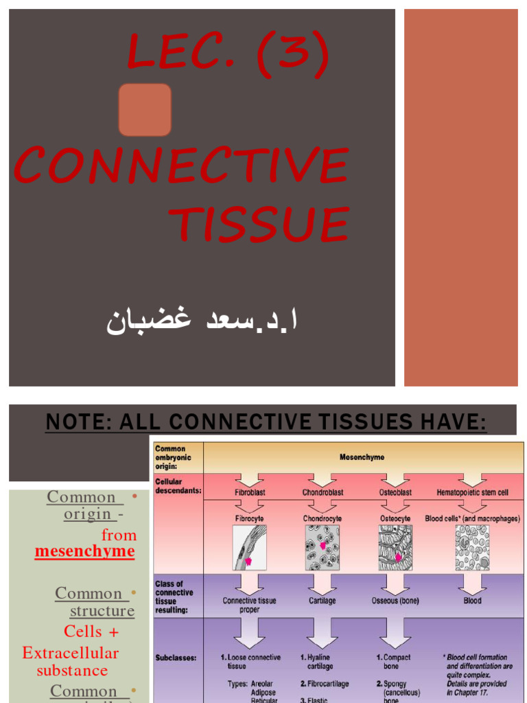 Lect. 4 Connective Tissue | PDF | Connective Tissue | Bone