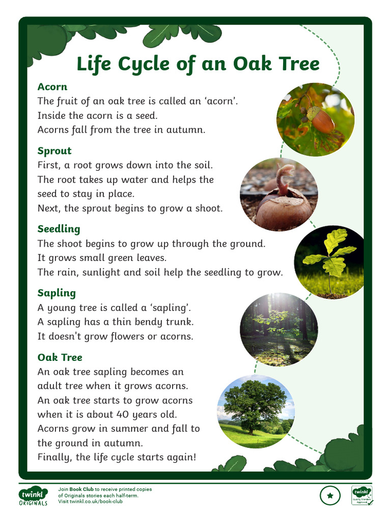 t-l-53971-little-acorns-life-cycle-of-an-oak-tree-differentiated ...