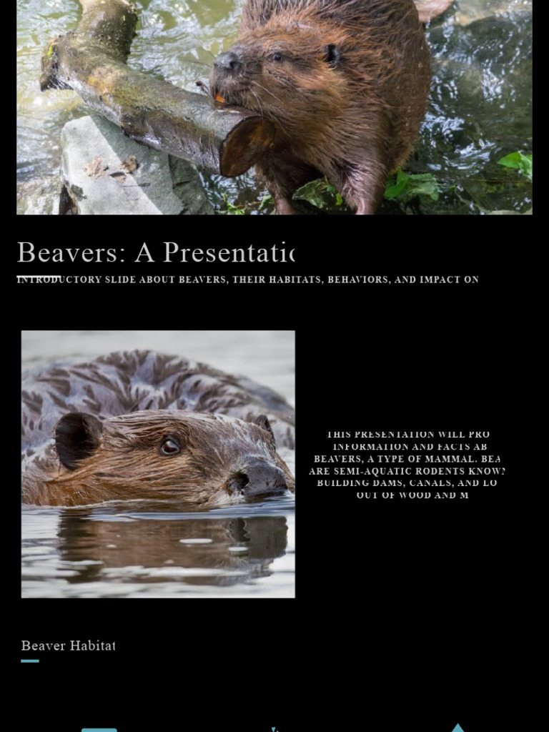 Beavers A Presentation | PDF | Beaver | Fur