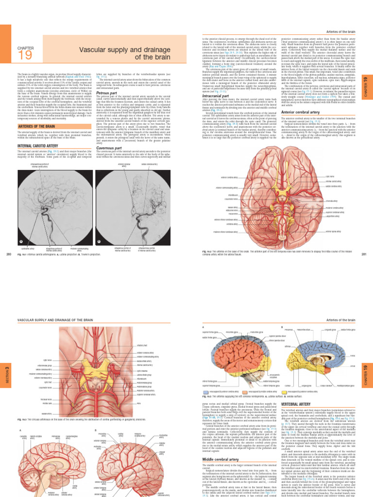 Gray's Anatomy - The Anatomical Basis of Clinical Practice - Chap 19 ...