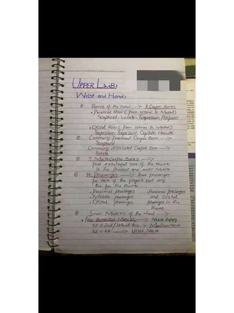 Muscles Anatomy | PDF