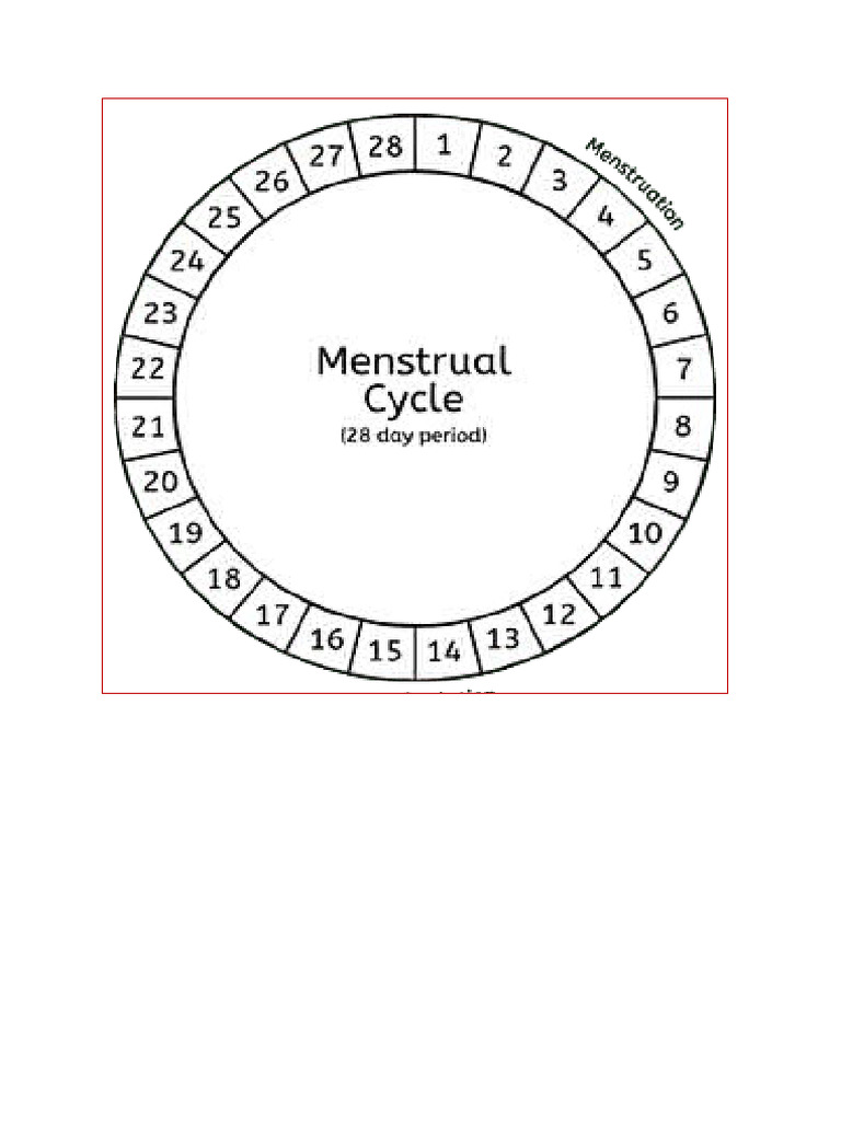 menstrual cycle | PDF