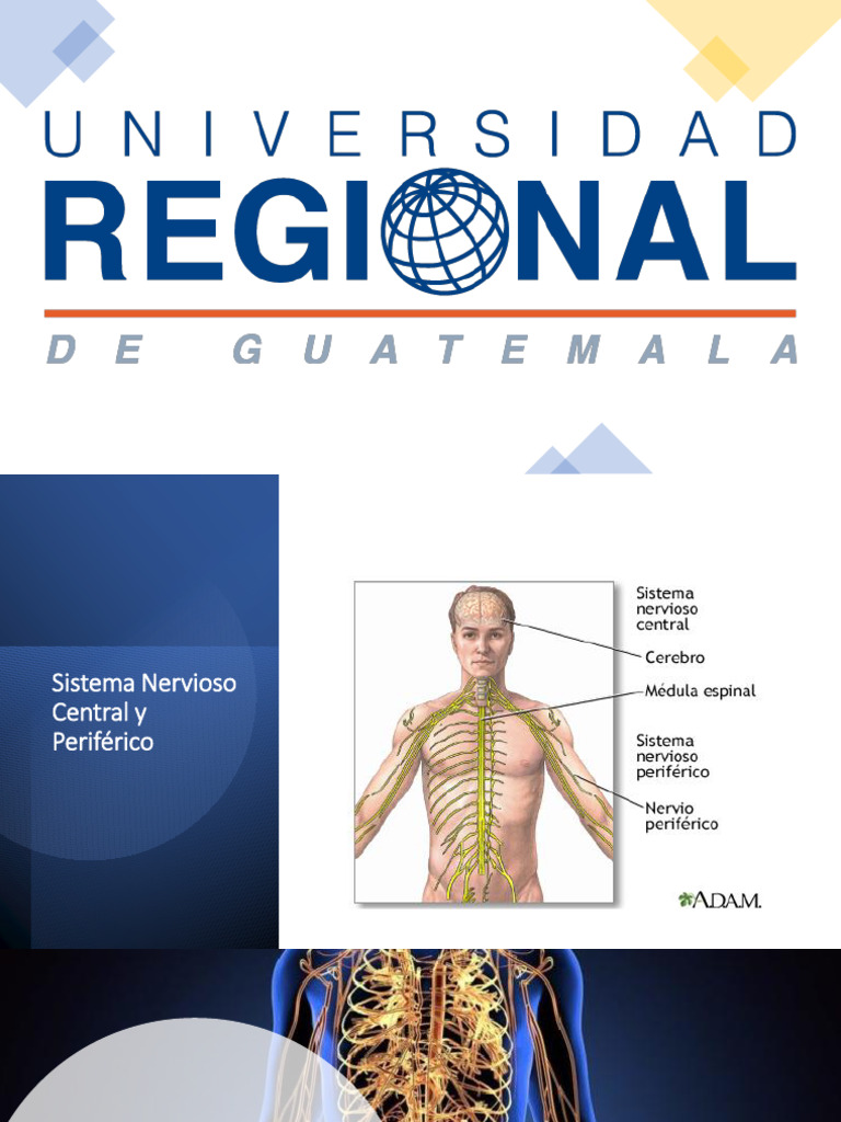 Ramas Periféricas de Los Plexos Del Sistema Nervioso Periférico | PDF