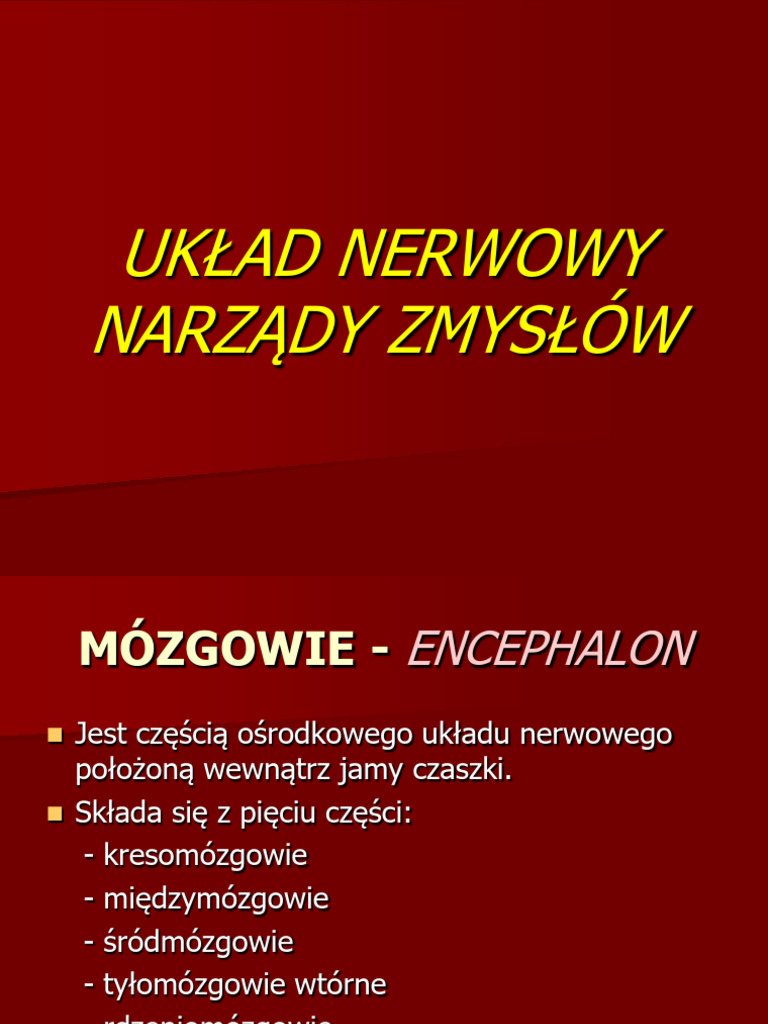 Techniki Dentystyczne Wyklad NR 4 - Uklad Nerwowy, Narzady Zmyslow | PDF