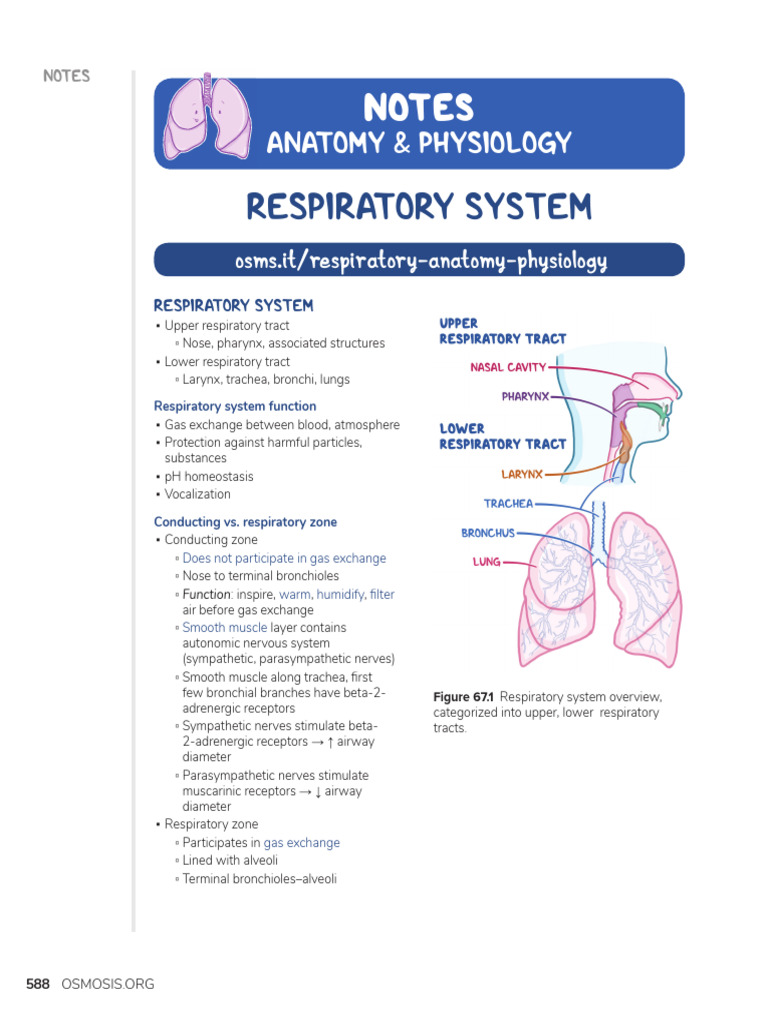 Anatomy and Physiology | PDF | Lung | Respiratory Tract