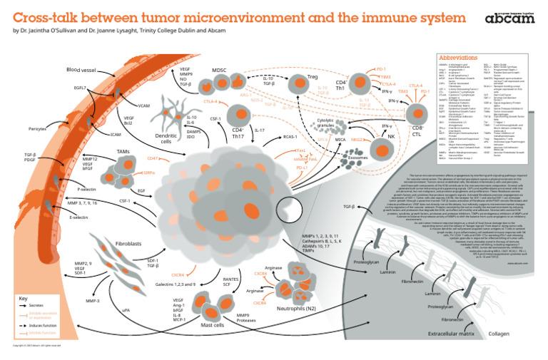 Tumor Microenvironment and The Immune System | PDF | T Helper Cell ...