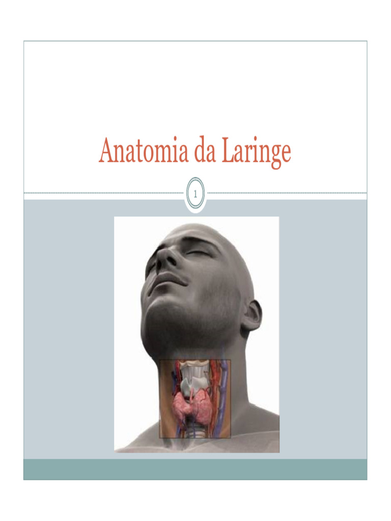 1 - Anatomia da Laringe reduzido [Modo de Compatibilidade] | PDF ...