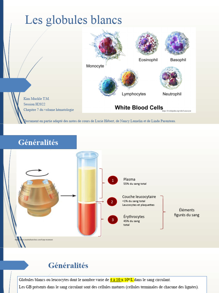 Les Globules Blancs Granulocytes | PDF | Physiologie | Anatomie