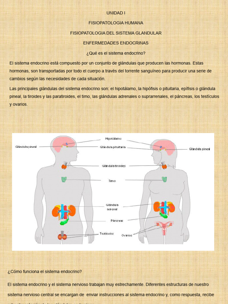UI Fisiopatologia Humana | PDF | Glándula suprarrenal | Glucocorticoides