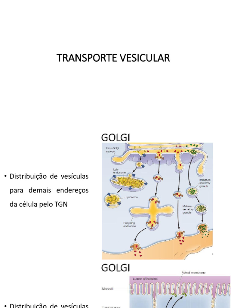Transporte Vesicular | PDF | Lisossoma | Vesícula (Biologia e Química)