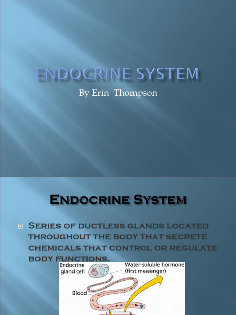 Endocrine System: Hormones & Glands | PDF | Hormone | Endocrine System