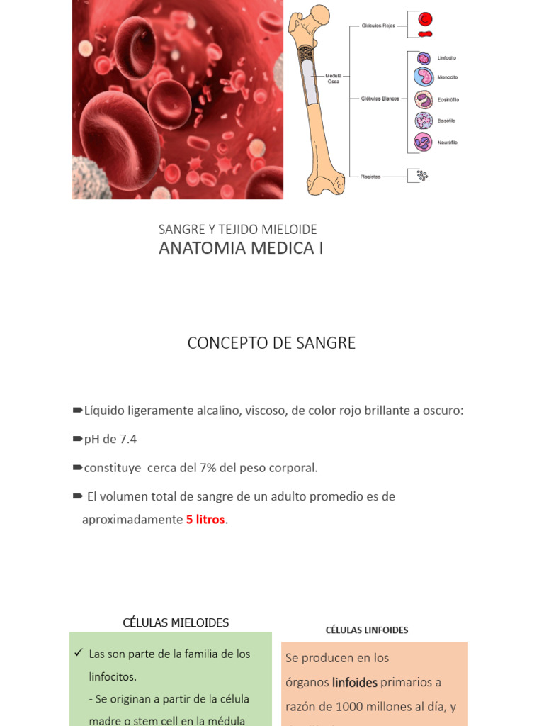 Sangre y Tejido Mieloide Diapo | PDF | Sinapsis | Sistema nervioso
