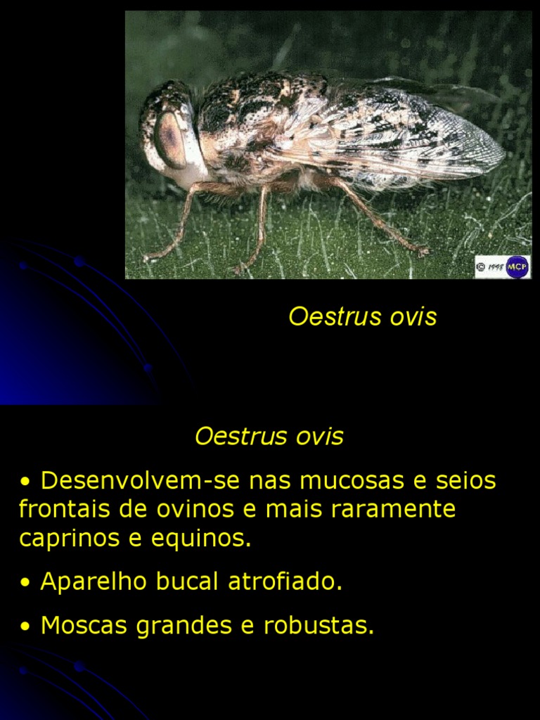 Oestrus | PDF