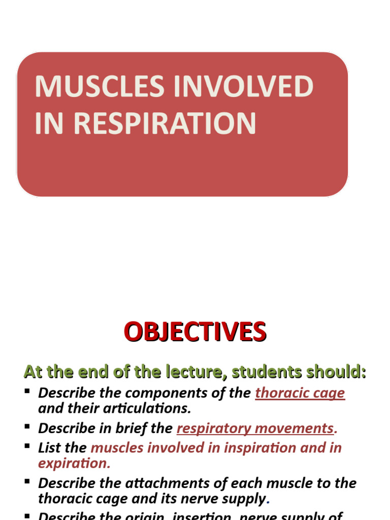 1 - Muscles Involved in Respiration | Download Free PDF | Abdomen | Thorax