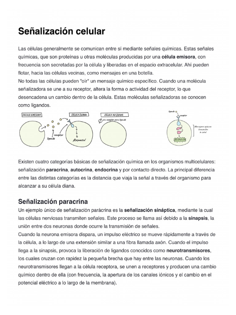 BIOCEL | PDF