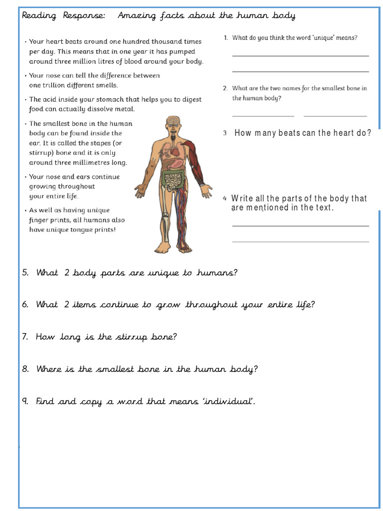 Human Body Facts & Questions | PDF
