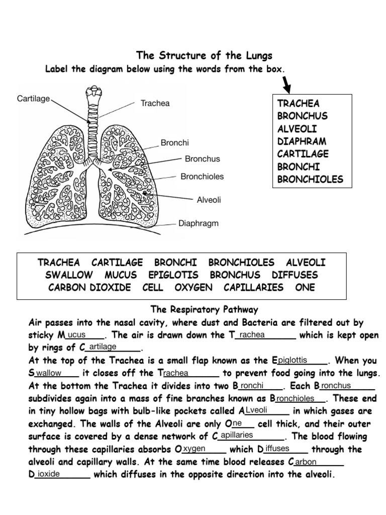 Biology Work | Download Free PDF | Anatomy | Respiration
