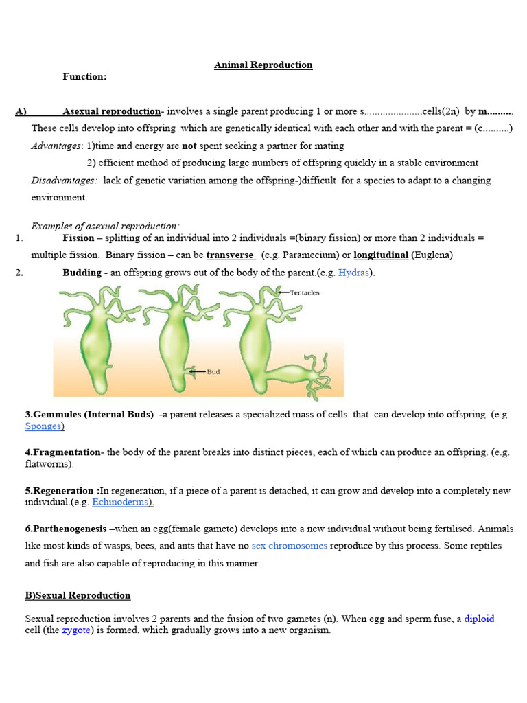 7.animal Reproduction Notes | PDF | Reproduction | Fertilisation