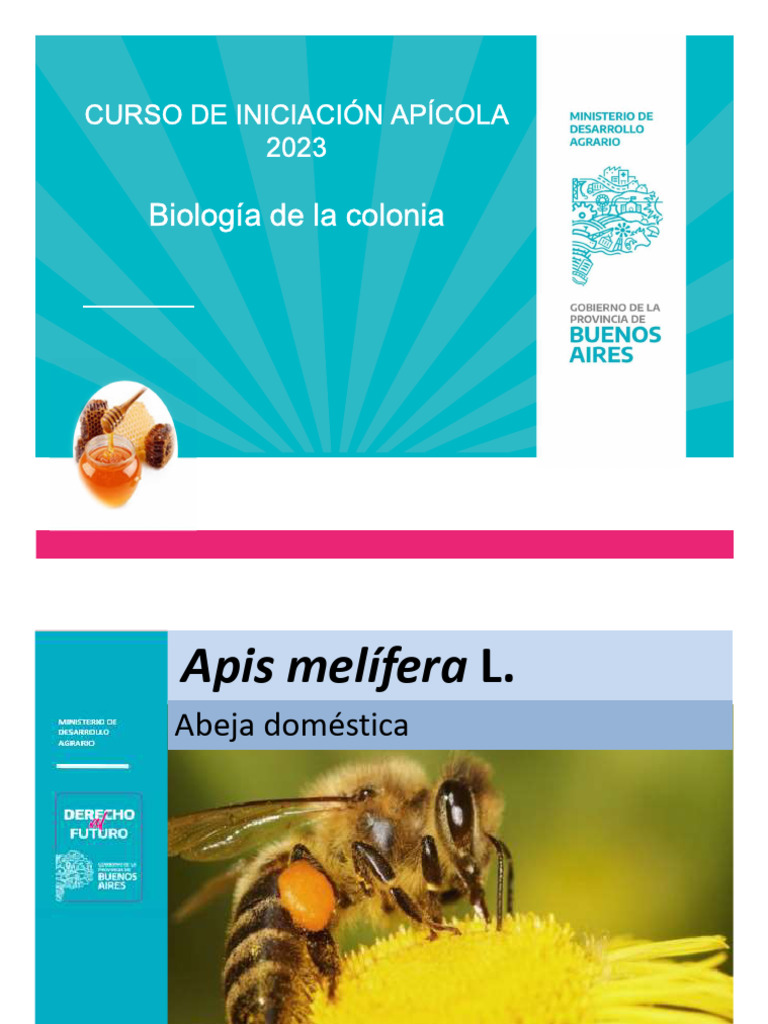 Biologia de Apis Melifera 2023 | PDF | Western Honey Bee | Insectos