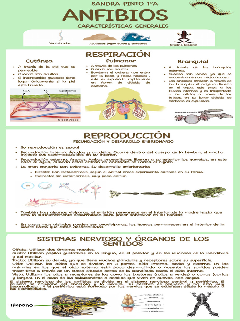 Características de los Anfibios | PDF | Anfibio | Branquia