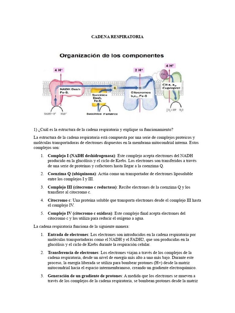 Bioquimica Practica - Cadena Respiratoria | PDF | Cadena de transporte de electrones ...