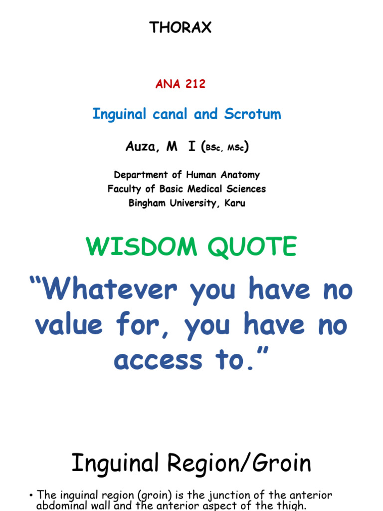 Inguinal Canal and Scrotum | PDF | Anatomy