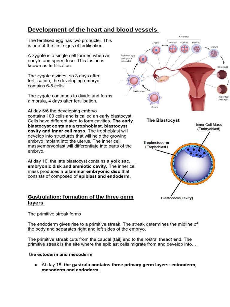 Development of The Heart and Blood Vessels | Download Free PDF ...