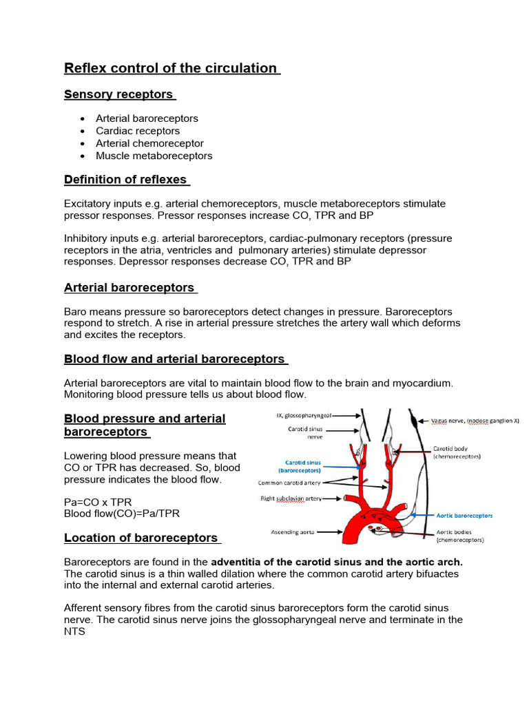 Reflex Control of The Circulation | PDF | Heart | Atrium (Heart)