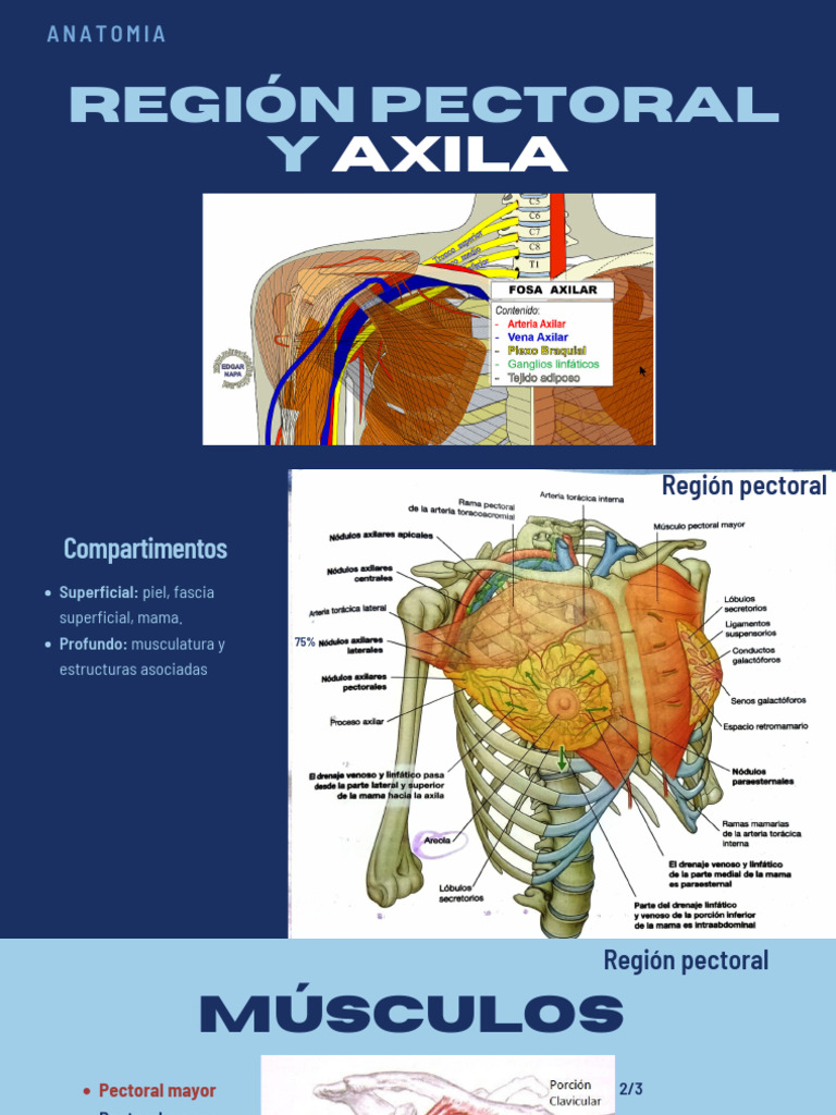 Anatomía de la Axila y Región Pectoral | PDF | Anatomía | Sistema ...