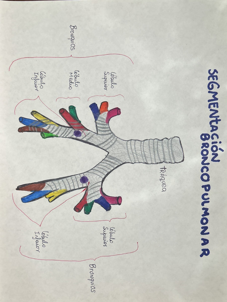Segmentacion Broncopulmonar e Impresiones Pulmonares | PDF