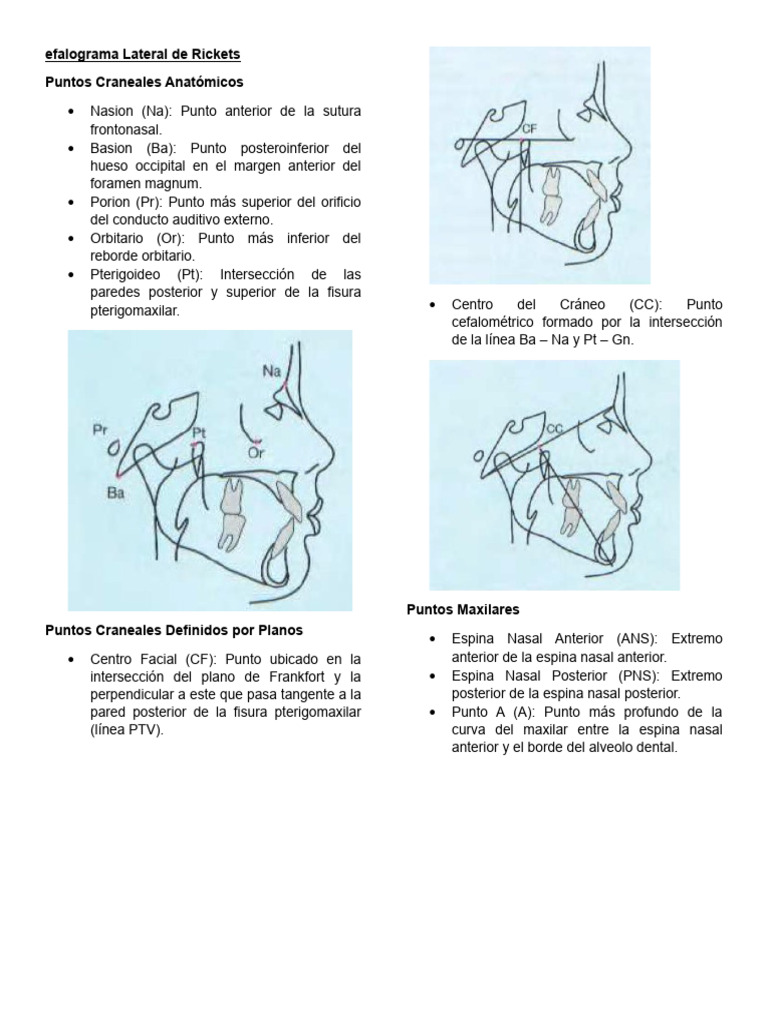 Cefalometría Lateral de Rickets | PDF | Diente | Anatomía humana