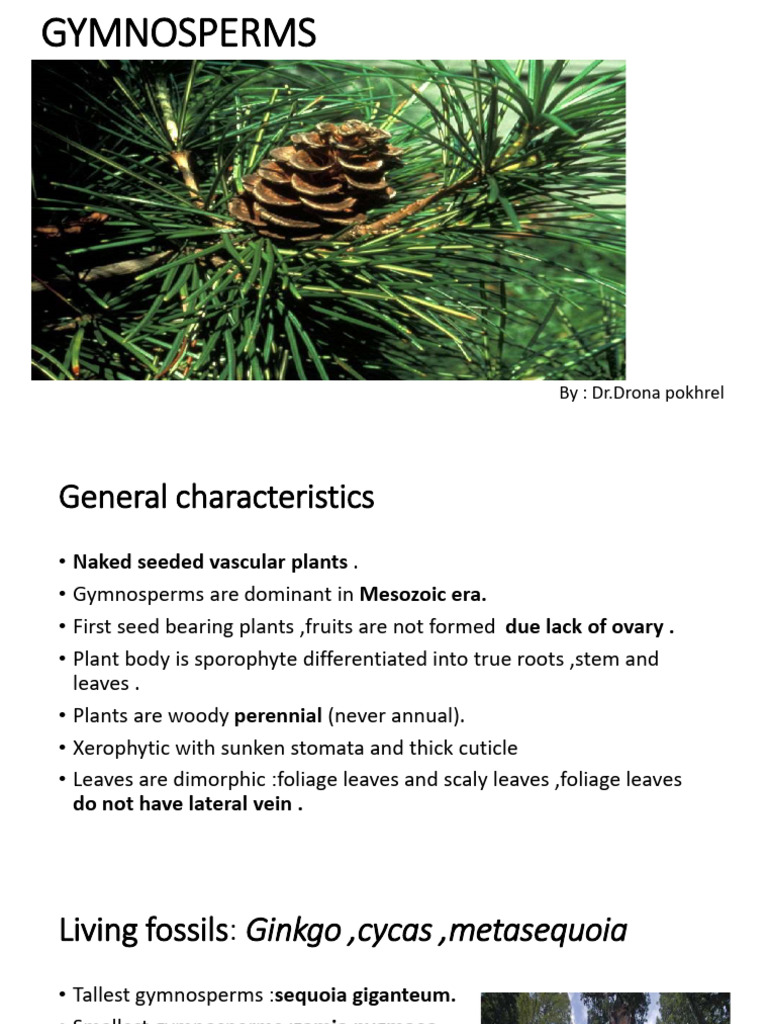 Gymnosperms Note | PDF | Pollen | Leaf
