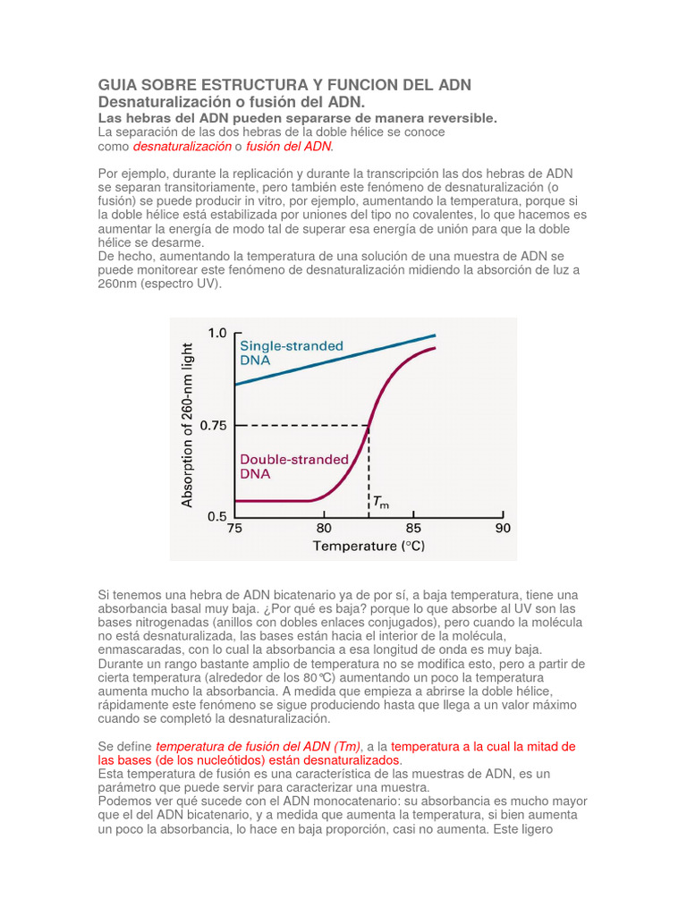 Guia Sobre Estructura y Funcion Del Adn | PDF | Adn | Ácidos nucleicos