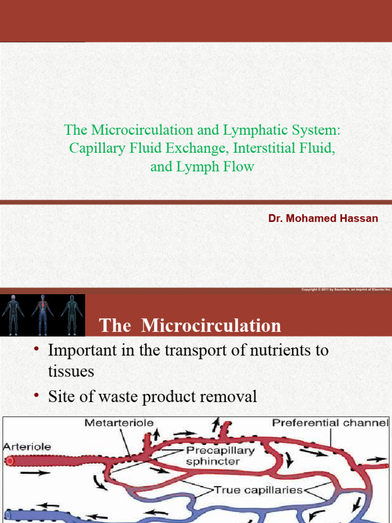 The Microcirculation And Lymphatic System Pdf Lymph Capillary