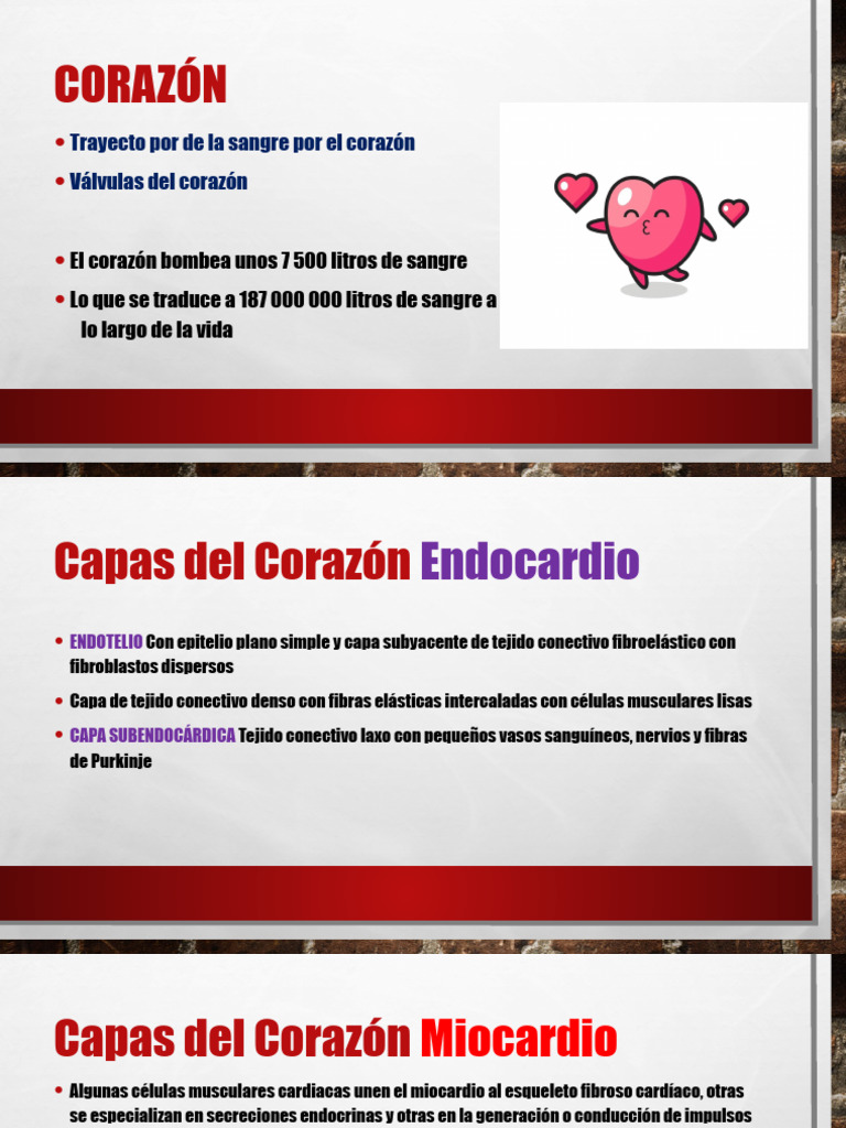 Corazón | PDF | Corazón | Tejido conectivo