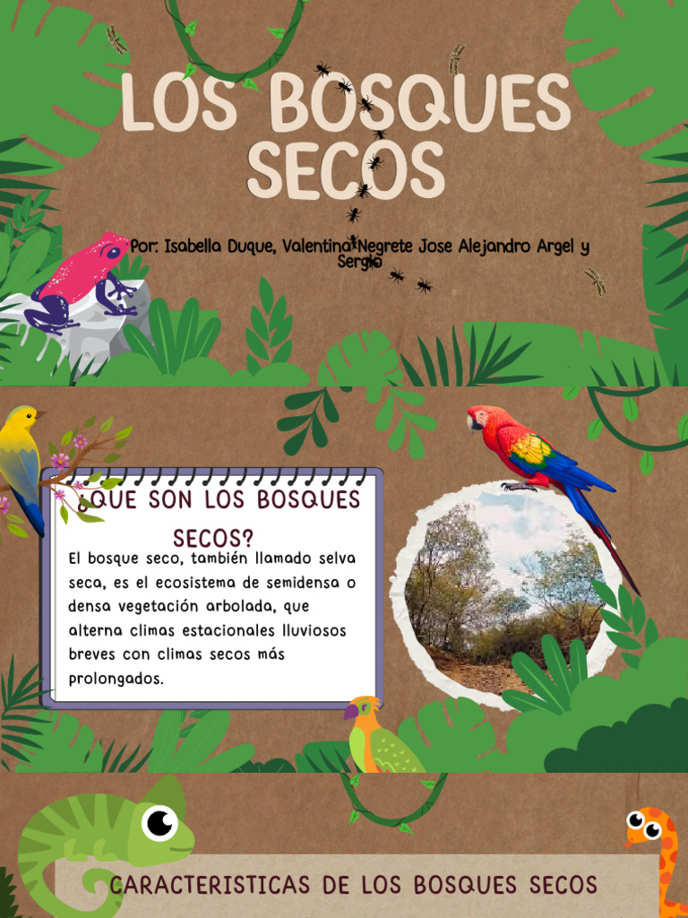 Características del Bosque Seco Tropical | PDF | Los bosques | Zona ...