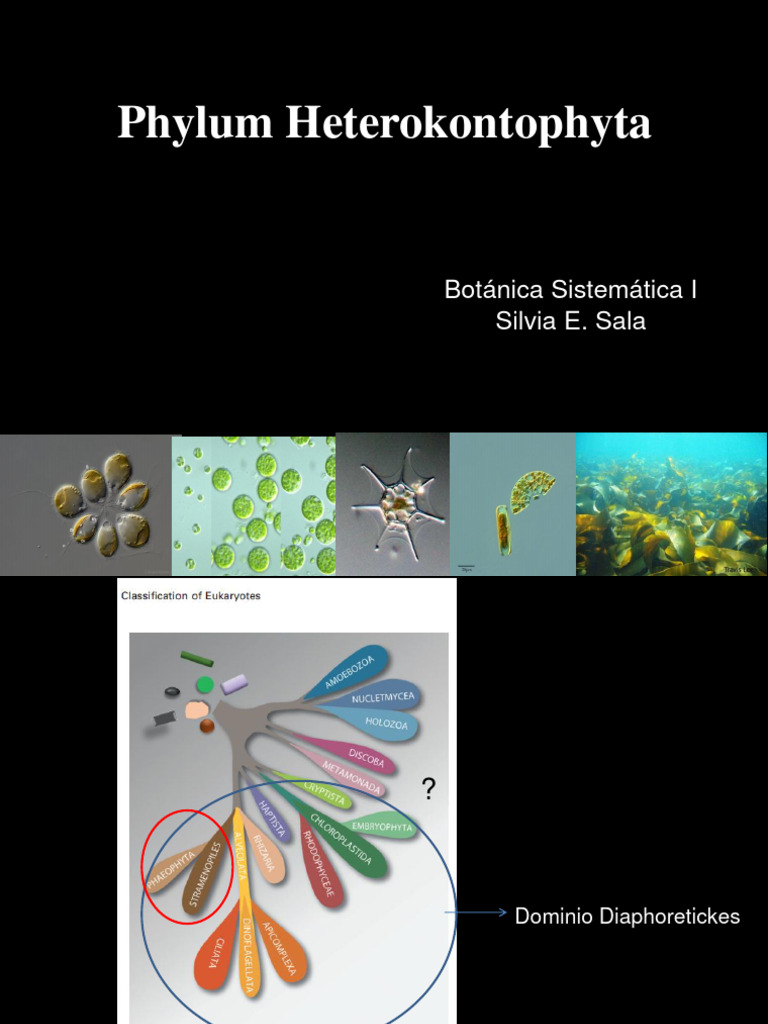 Clasificación del Phylum Heterokontophyta | PDF | Biología | Eucariotas
