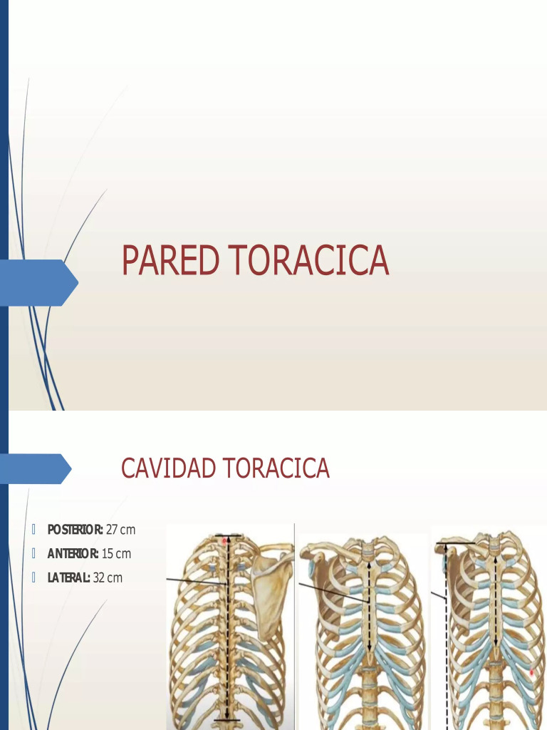 Pared Toracica | PDF