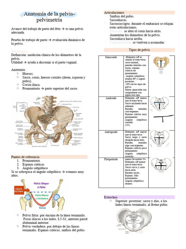 Pelvimetria y Anatomia | PDF | Pelvis | Parto