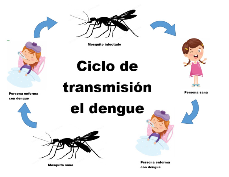 Ciclo Transmisión Dengue | PDF
