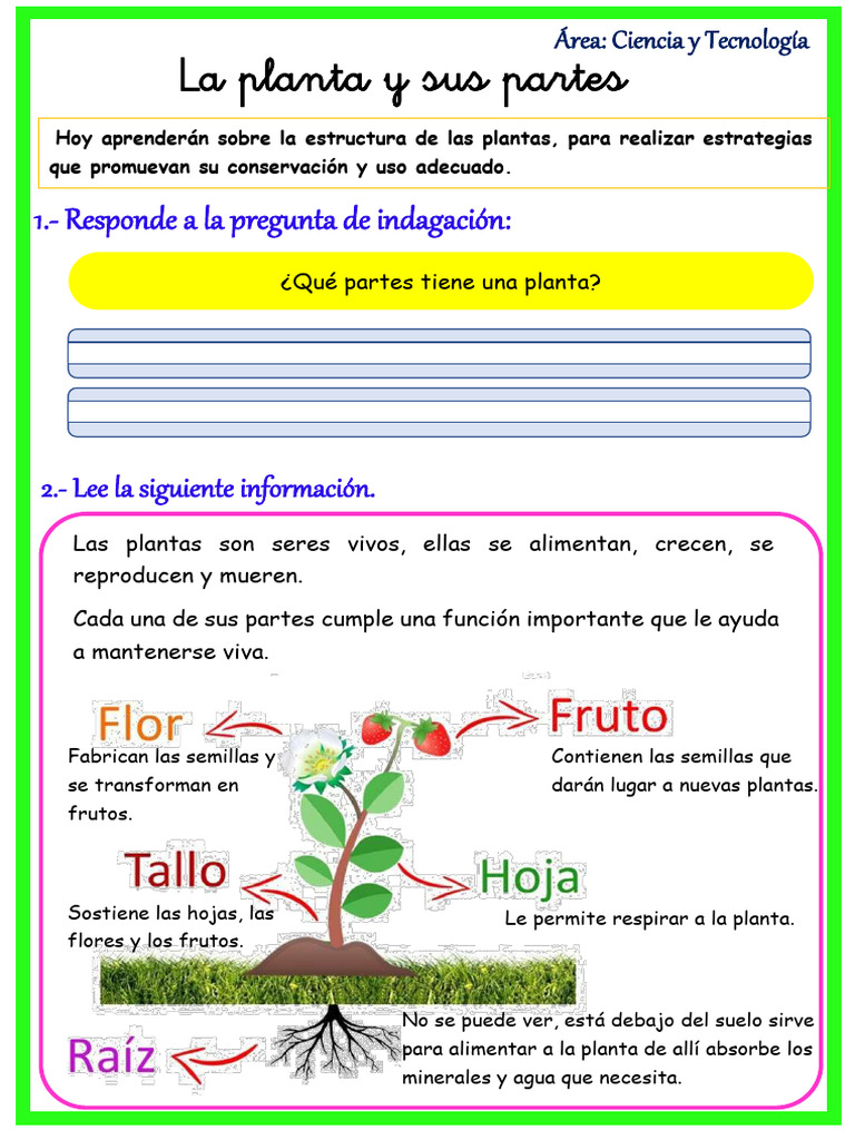 Hoja De Trabajo Sobre Las Partes De Una Planta, Segundo Grado