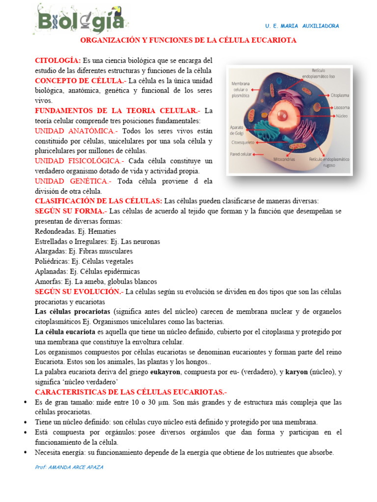 Organización y Funciones de La Célula Eucariota Ok | PDF | Biología Celular) | Citoplasma