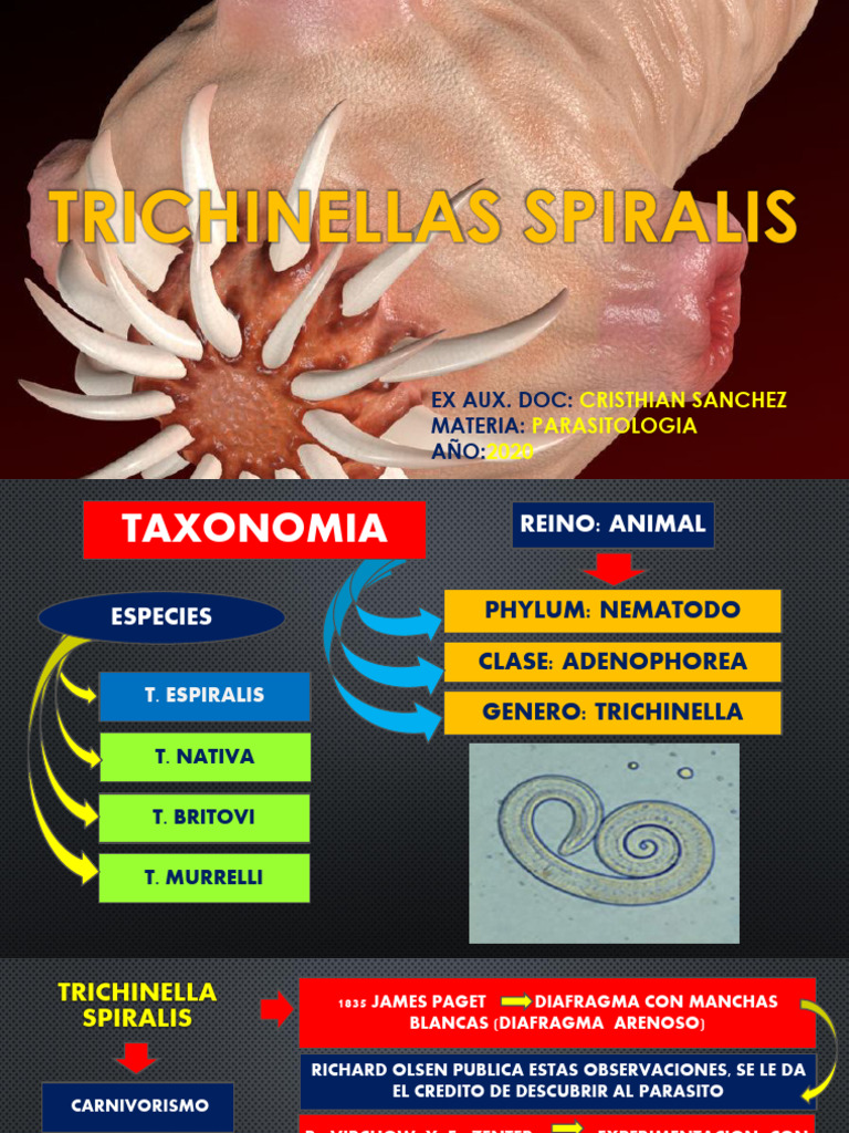 Trichinella Spiralis | PDF | Especialidades Medicas | Anatomía