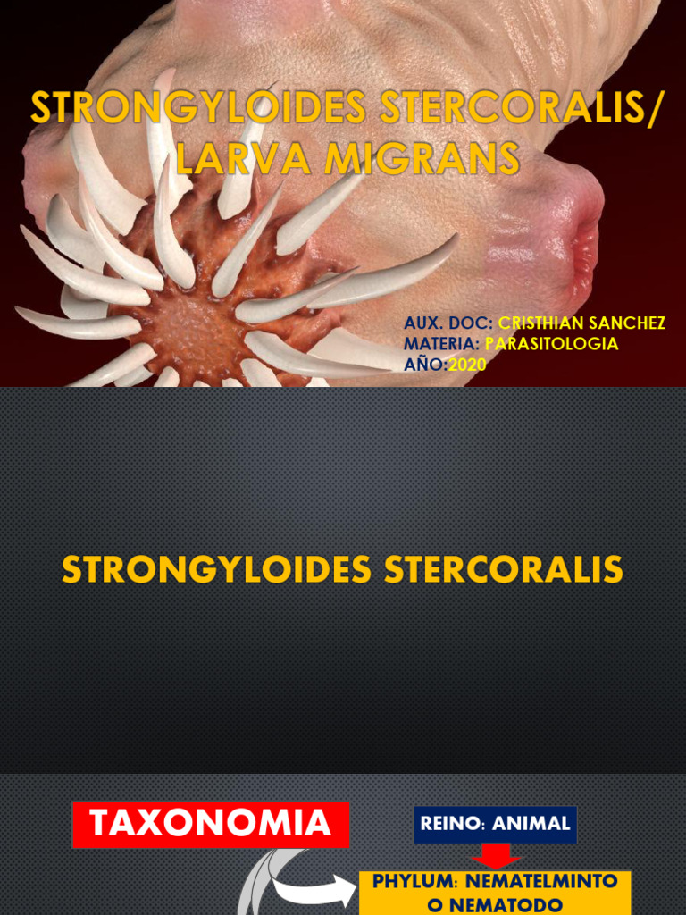 Strongyloides Stercoralis-Larva Migrans | PDF | Diarrea | Tracto ...